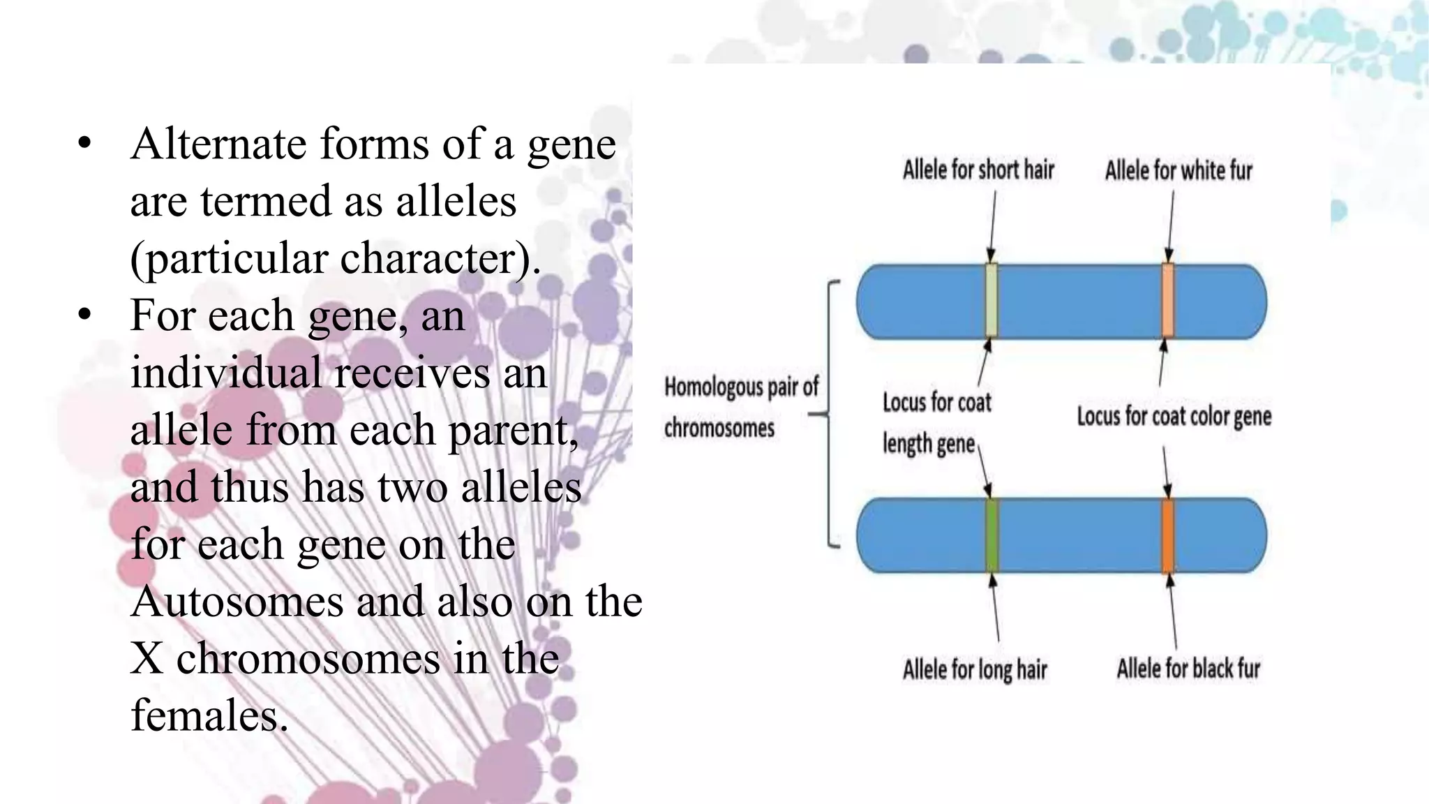 Basic concepts of Genes, Chromosomes & DNA: Human Genome Project | PPTX ...