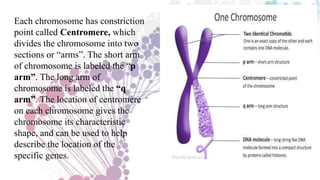 Basic concepts of Genes, Chromosomes & DNA: Human Genome Project | PPTX