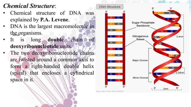 Basic concepts of Genes, Chromosomes & DNA: Human Genome Project | PPTX ...
