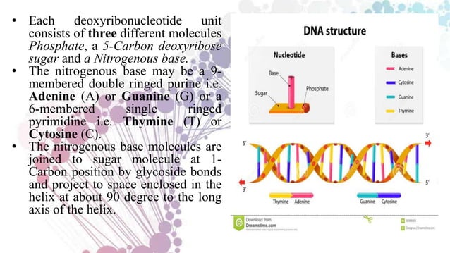 Basic concepts of Genes, Chromosomes & DNA: Human Genome Project | PPTX ...