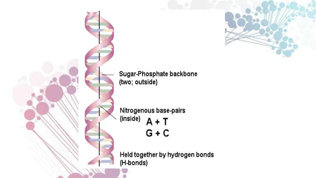 Basic concepts of Genes, Chromosomes & DNA: Human Genome Project | PPTX ...
