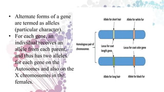 Basic concepts of Genes, Chromosomes & DNA: Human Genome Project | PPTX