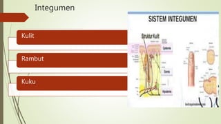 Anamnesa Sistem Integumen | PPTX