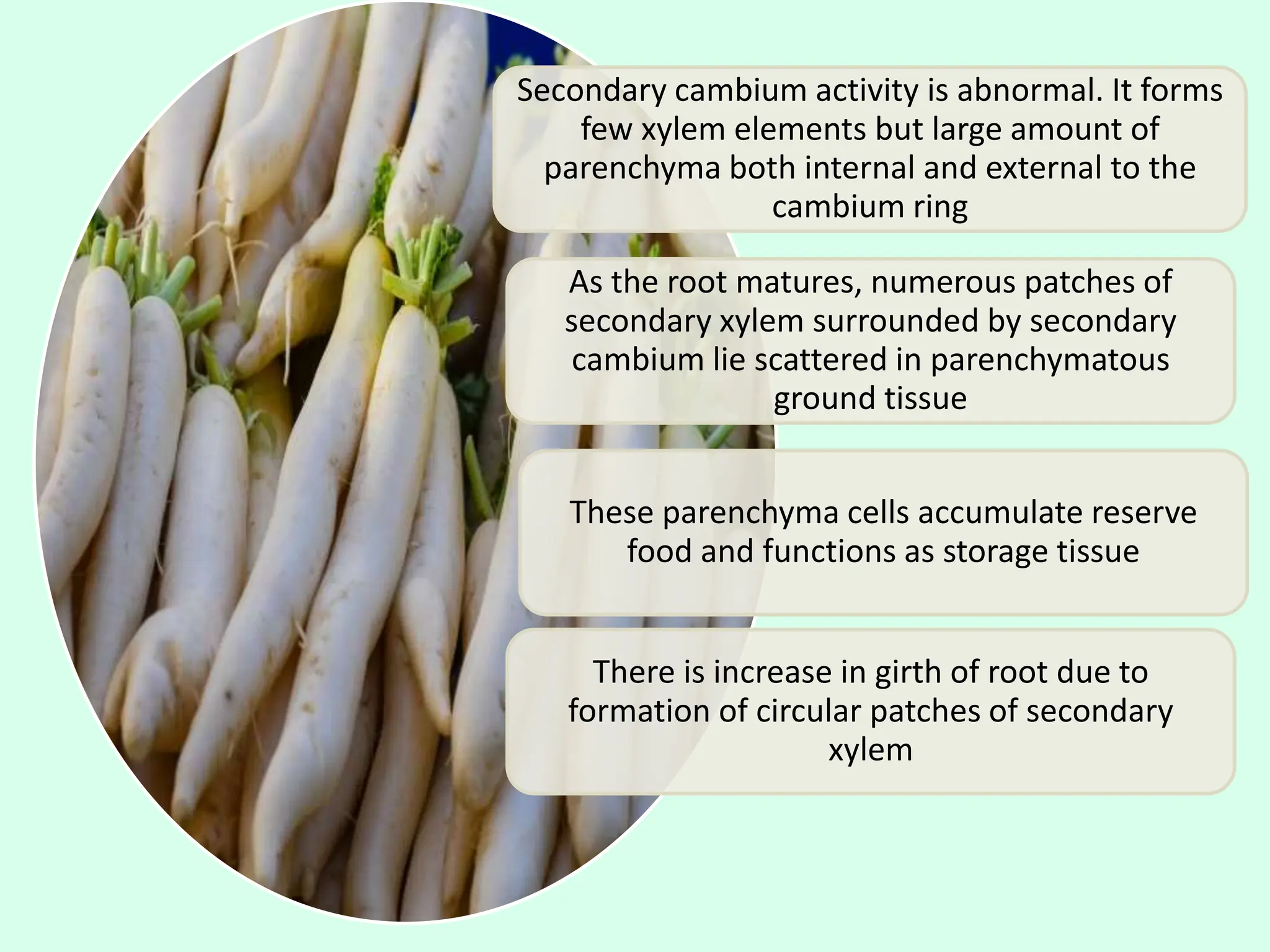 ANAMOLOUS SECONDARY GROWTH IN DICOT ROOTS.pptx