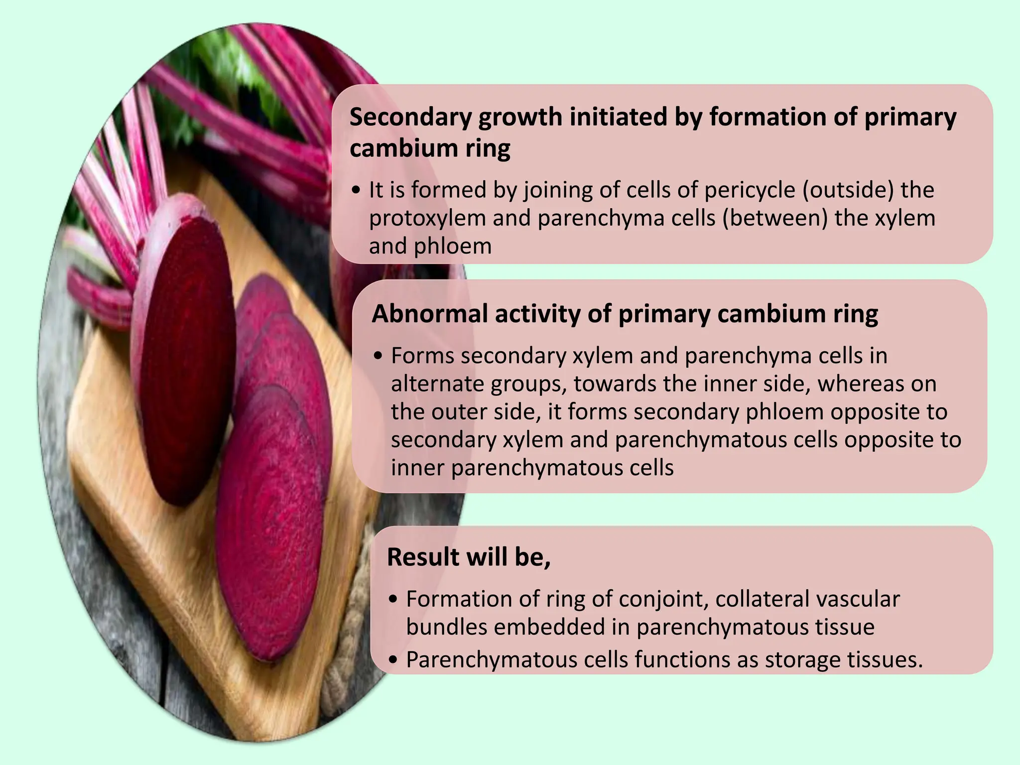 ANAMOLOUS SECONDARY GROWTH IN DICOT ROOTS.pptx