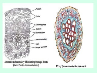 ANAMOLOUS SECONDARY GROWTH IN DICOT ROOTS.pptx