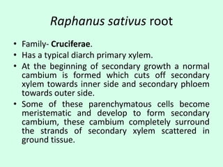 ANAMOLOUS SECONDARY GROWTH IN DICOT ROOTS.pptx