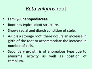 ANAMOLOUS SECONDARY GROWTH IN DICOT ROOTS.pptx