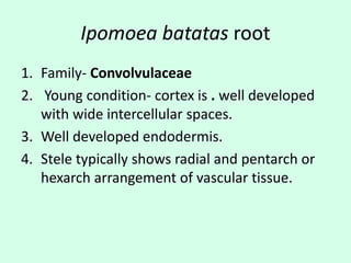 ANAMOLOUS SECONDARY GROWTH IN DICOT ROOTS.pptx