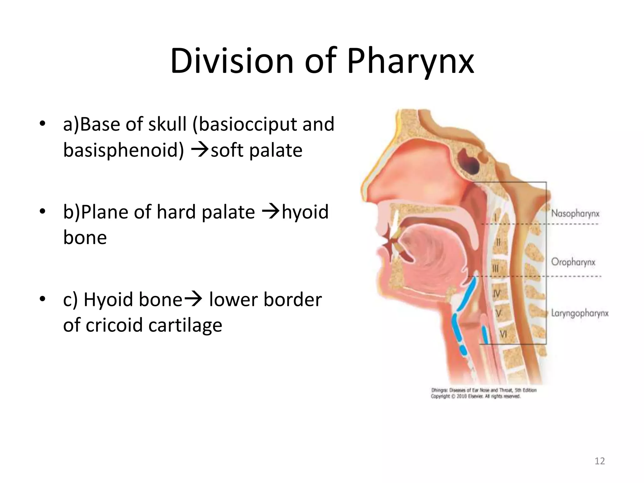 Anatomy of the respiratory system | PPTX
