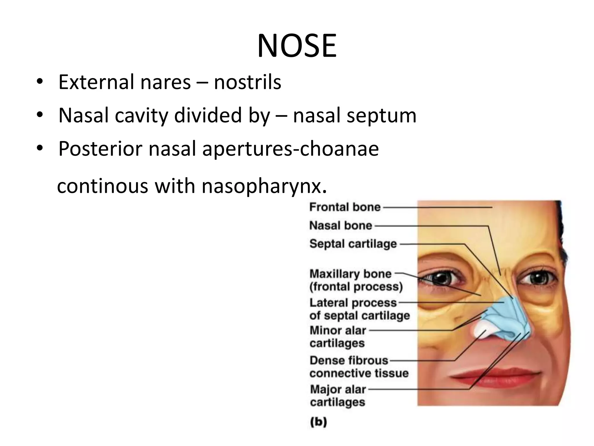Anatomy of the respiratory system | PPTX