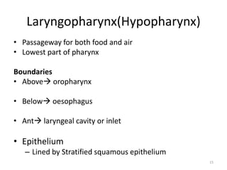 Anatomy of the respiratory system | PPTX