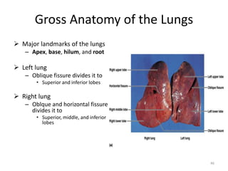 Anatomy of the respiratory system | PPTX