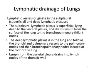 Anatomy of the respiratory system | PPTX