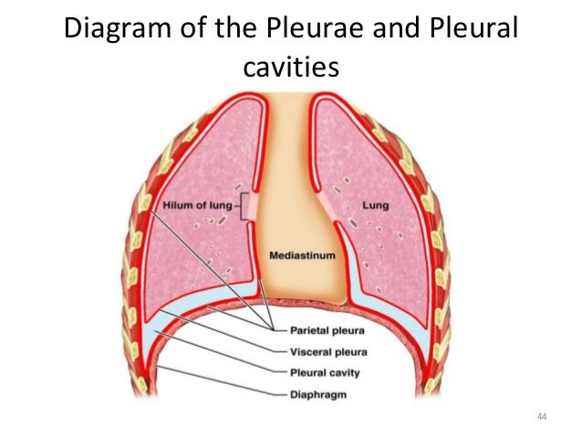 Anatomy of the respiratory system