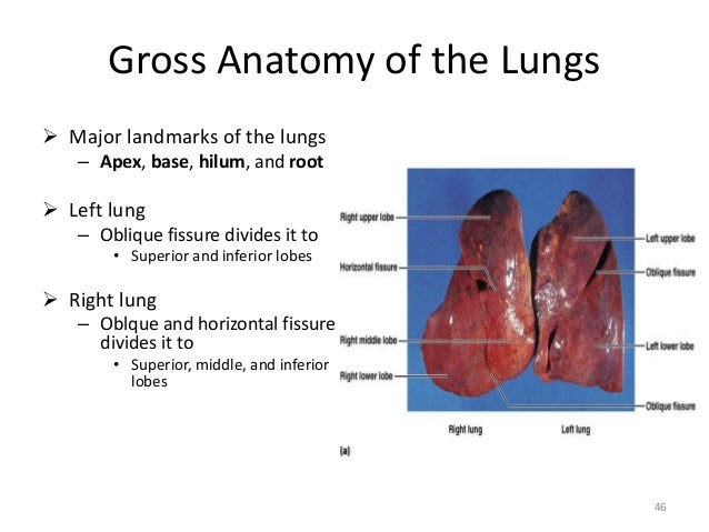 Gross Anatomy Of Lungs