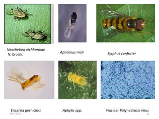 Integrated pest management under Indian conditions | PPTX