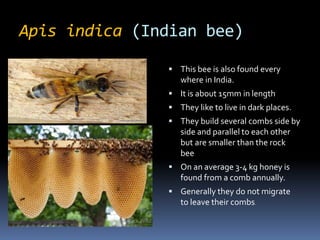 Details information about Honey Bee by Anand Choudhary | PPTX