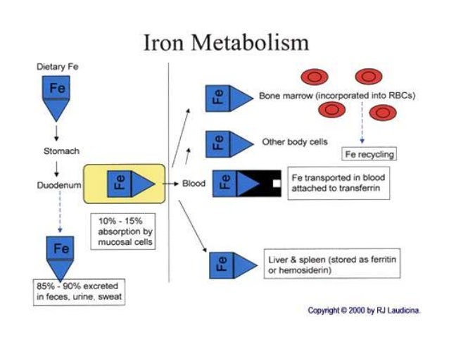 Anand iron metabolism ppt19 12-2014