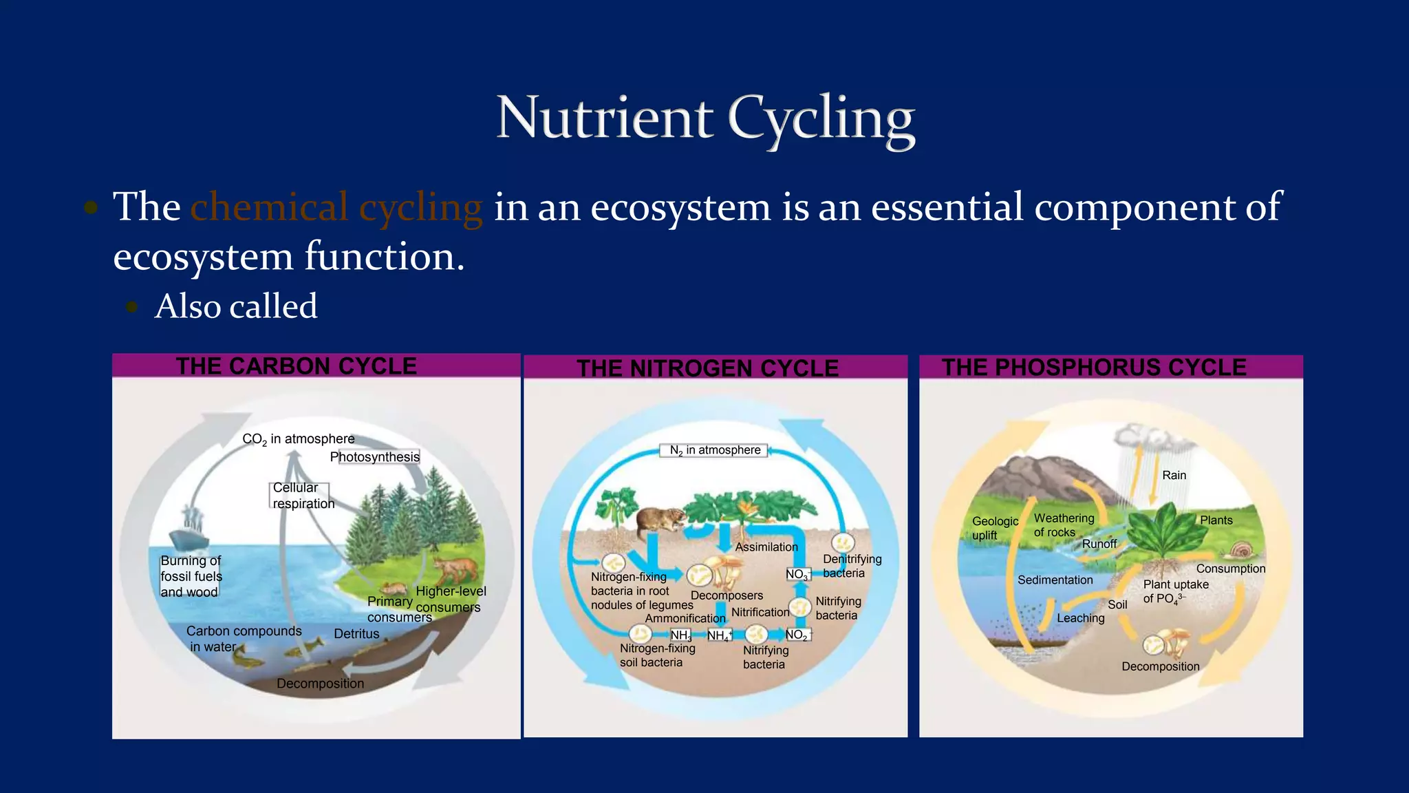 Energy Flow and Nutrient Cycle - Environment Science Community and ...