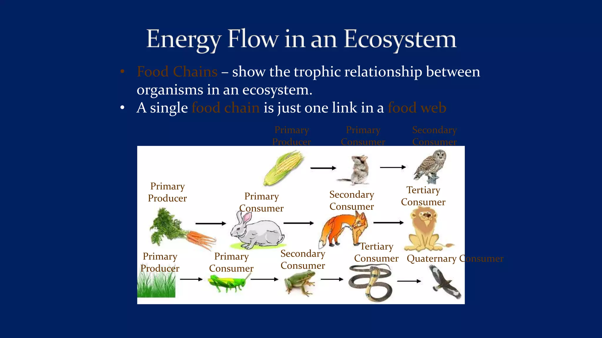 Energy Flow and Nutrient Cycle - Environment Science Community and ...