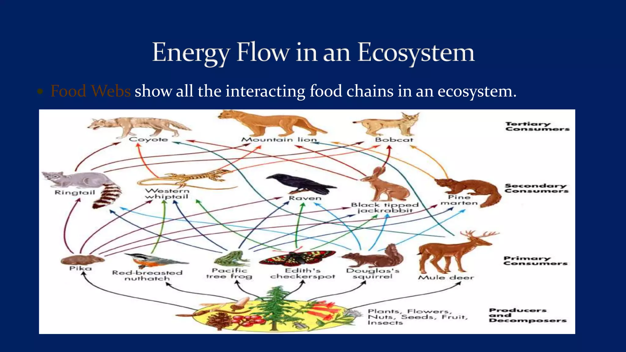 Energy Flow and Nutrient Cycle - Environment Science Community and ...