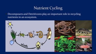 Energy Flow and Nutrient Cycle - Environment Science Community and ...