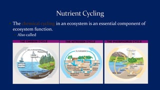 Energy Flow and Nutrient Cycle - Environment Science Community and ...