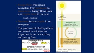 Energy Flow and Nutrient Cycle - Environment Science Community and ...