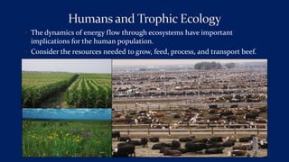 Energy Flow and Nutrient Cycle - Environment Science Community and ...