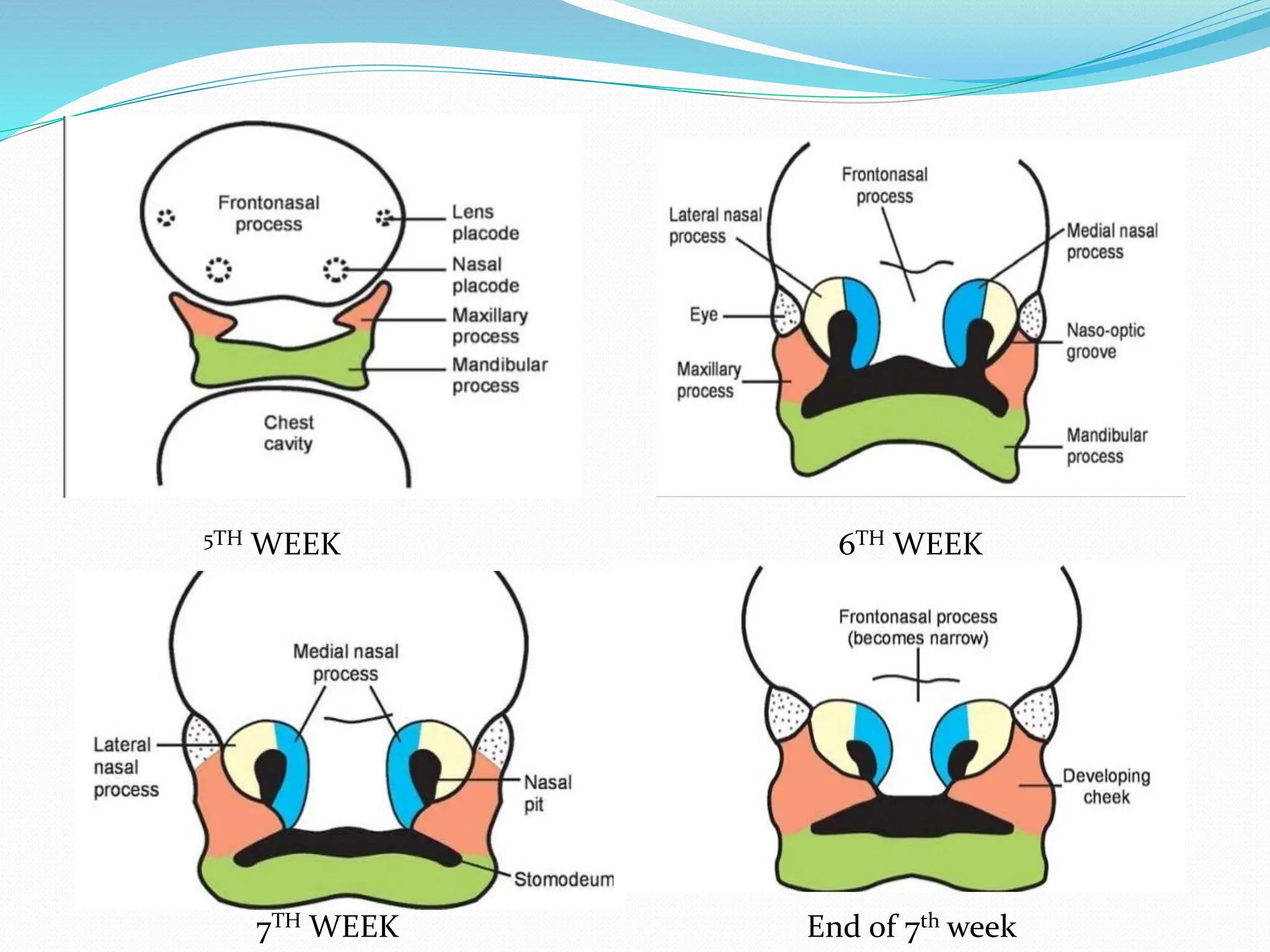 ANATOMY OF NOSE AND PNS.pptx