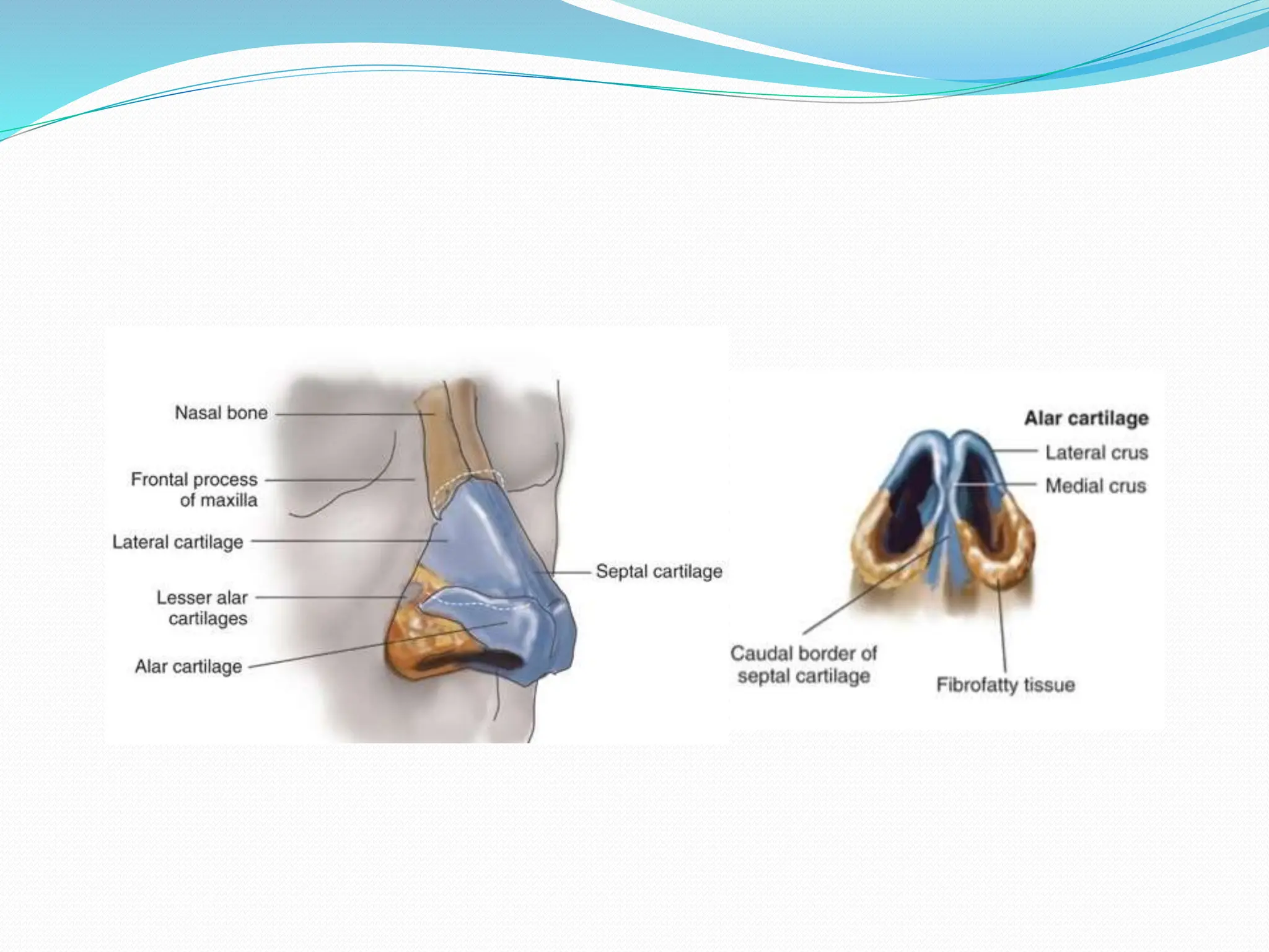 ANATOMY OF NOSE AND PNS.pptx
