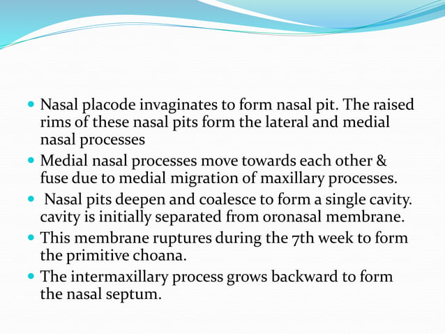ANATOMY OF NOSE AND PNS.pptx