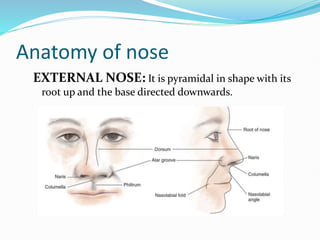 ANATOMY OF NOSE AND PNS.pptx