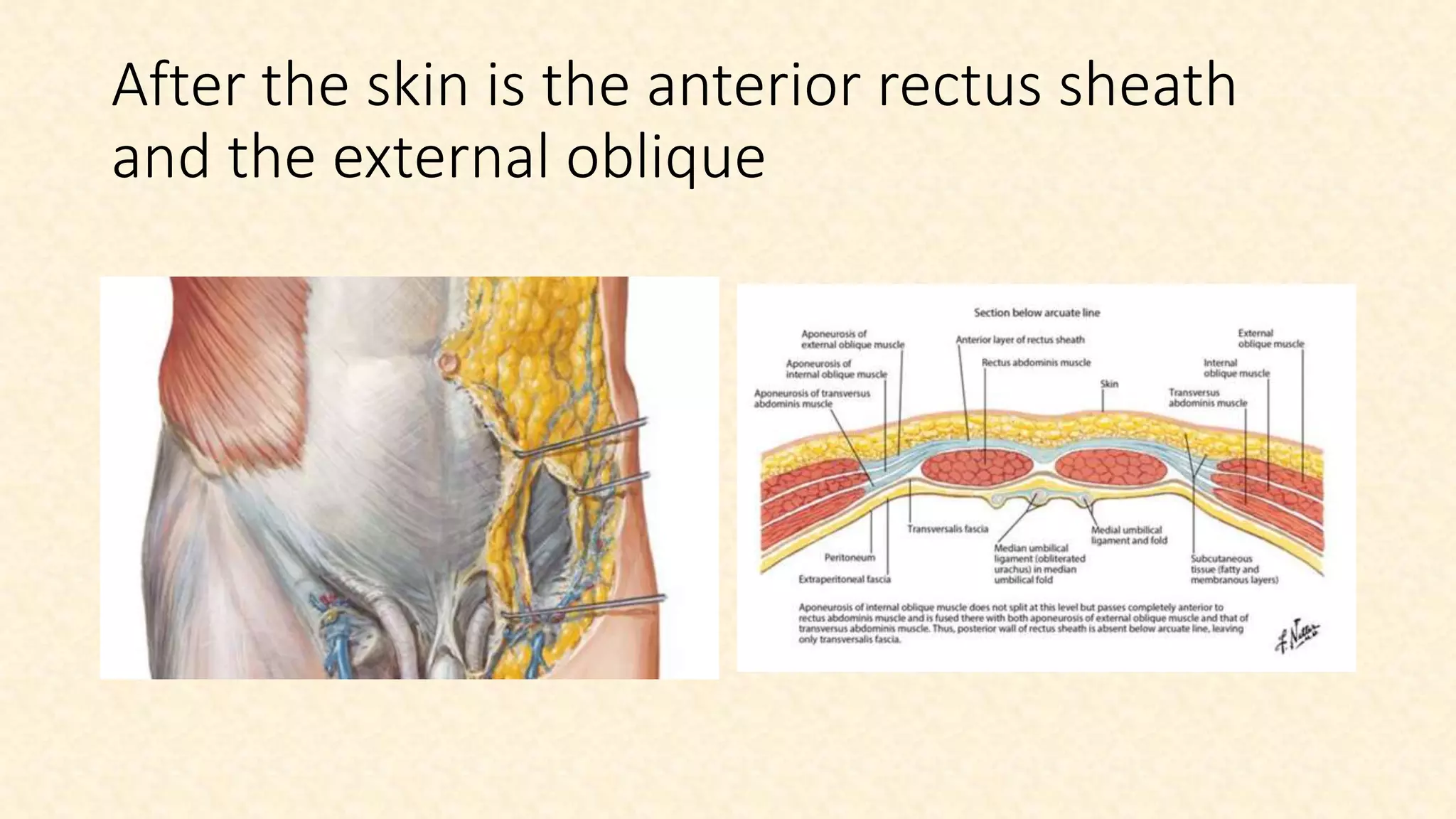 A new anterior acetabular approach | PPTX