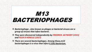 Ananthalakshmi [m13 bacteriophage].pptx