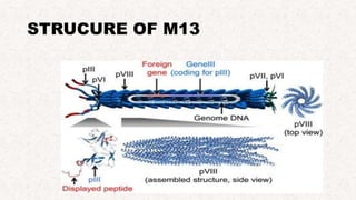 Ananthalakshmi [m13 bacteriophage].pptx