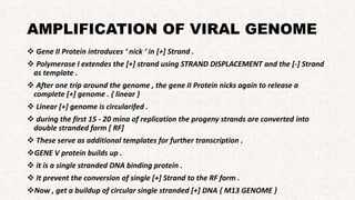 Ananthalakshmi [m13 bacteriophage].pptx