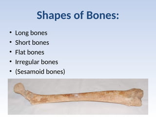 Anantomy of Bones and their general features.pptx