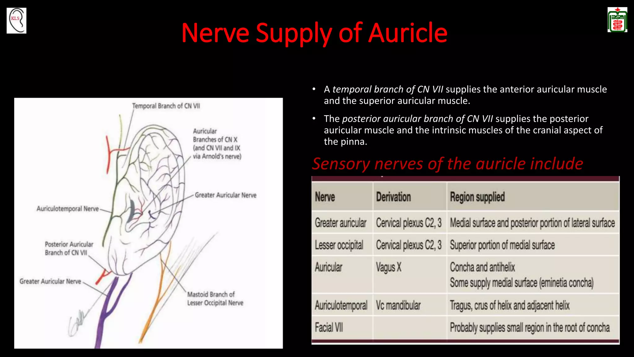 ANATOMY OF EXTERNAL AUDITORY CANAL | PPTX