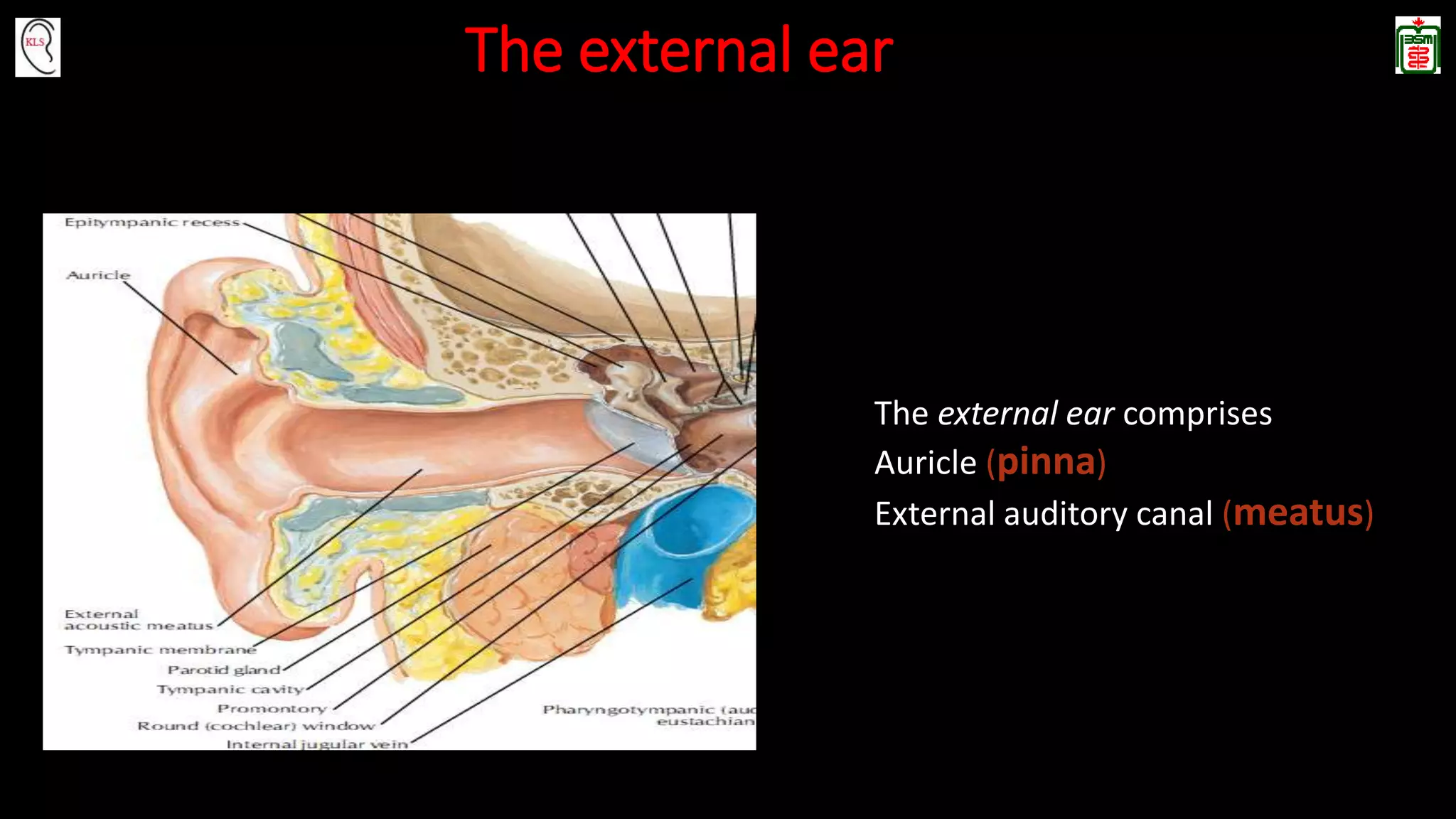 Anatomy Of External Auditory Canal Pptx