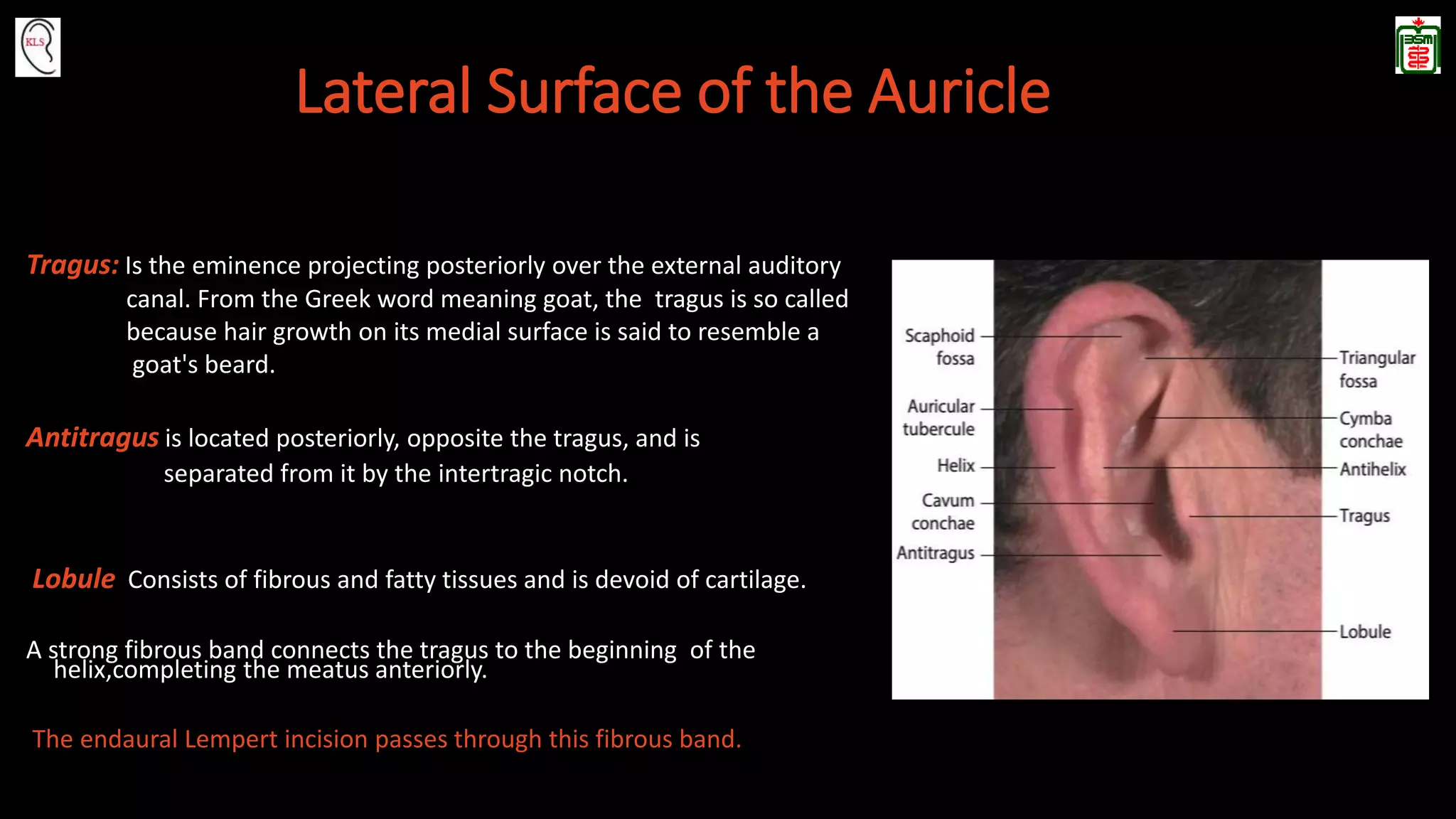 ANATOMY OF EXTERNAL AUDITORY CANAL | PPTX
