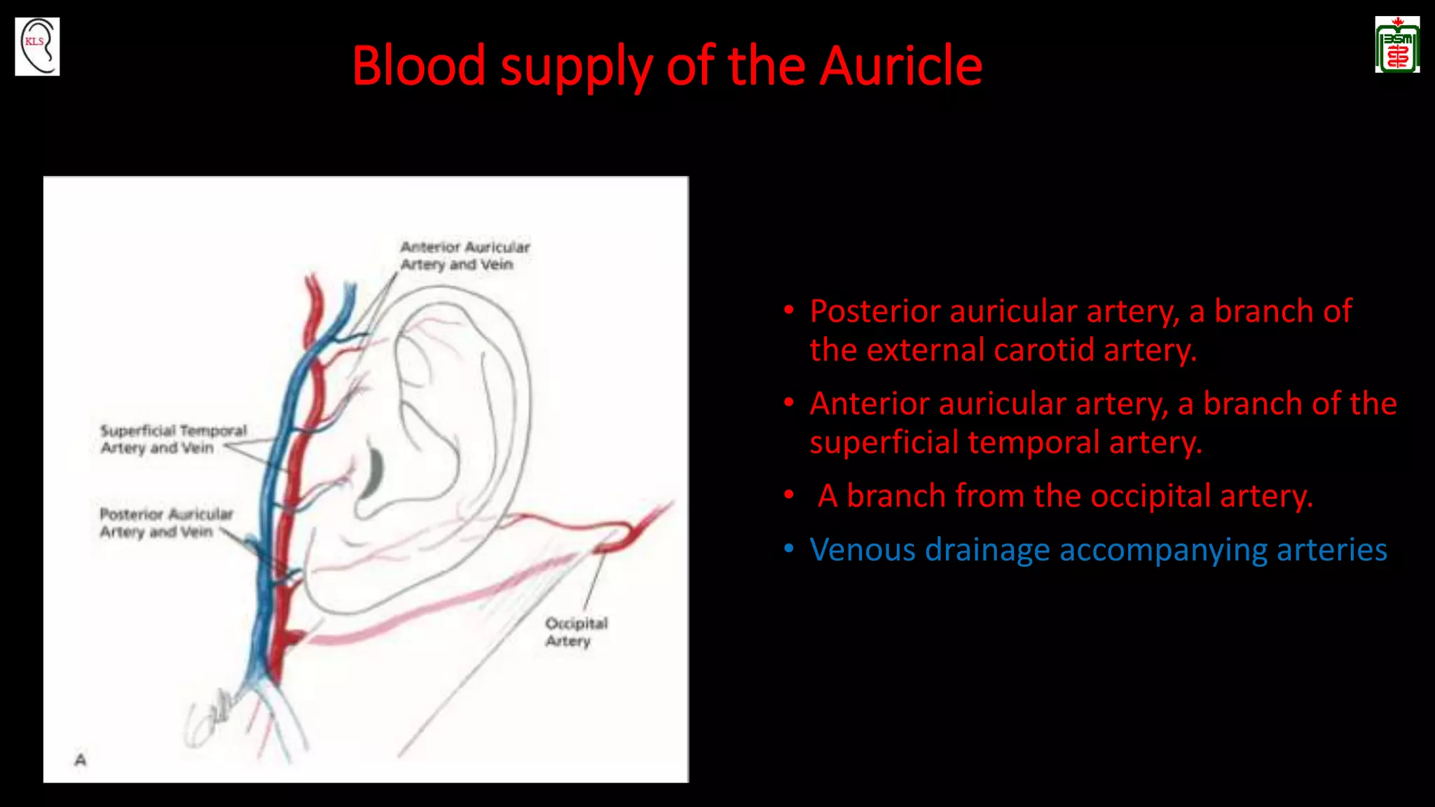 ANATOMY OF EXTERNAL AUDITORY CANAL | PPTX