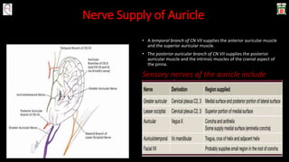 ANATOMY OF EXTERNAL AUDITORY CANAL | PPTX