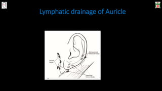 ANATOMY OF EXTERNAL AUDITORY CANAL | PPTX