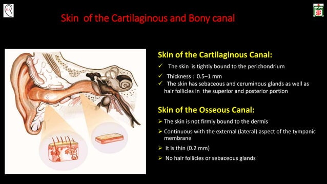 ANATOMY OF EXTERNAL AUDITORY CANAL | PPTX