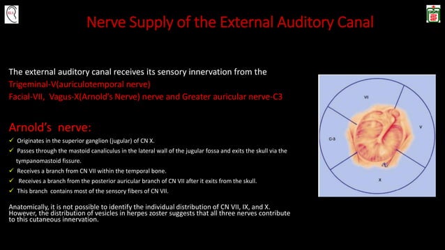 ANATOMY OF EXTERNAL AUDITORY CANAL | PPTX