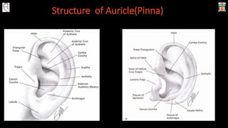 ANATOMY OF EXTERNAL AUDITORY CANAL | PPTX