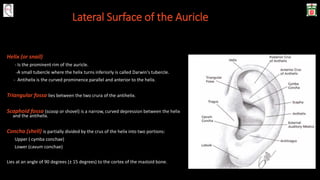 ANATOMY OF EXTERNAL AUDITORY CANAL | PPTX