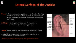 ANATOMY OF EXTERNAL AUDITORY CANAL | PPTX